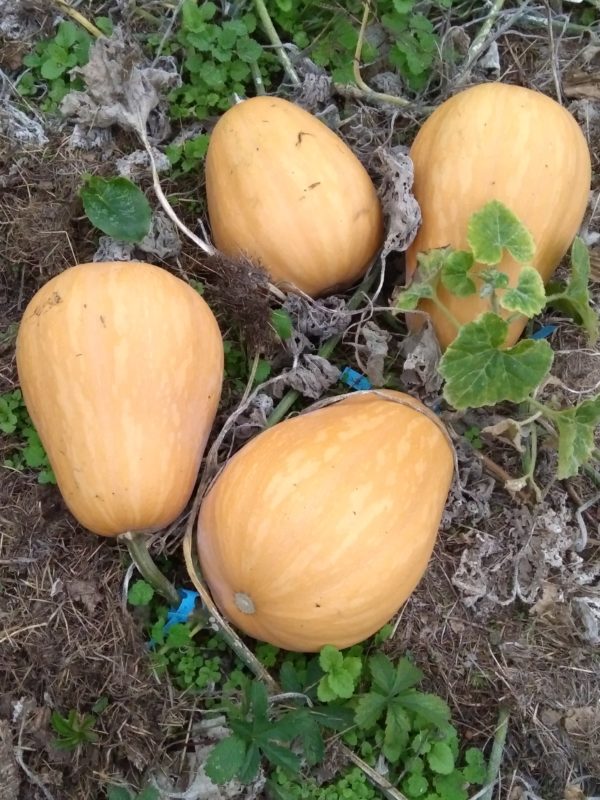 Courge musquée Sucrine du Berry, graines bio d'une variété ancienne ...