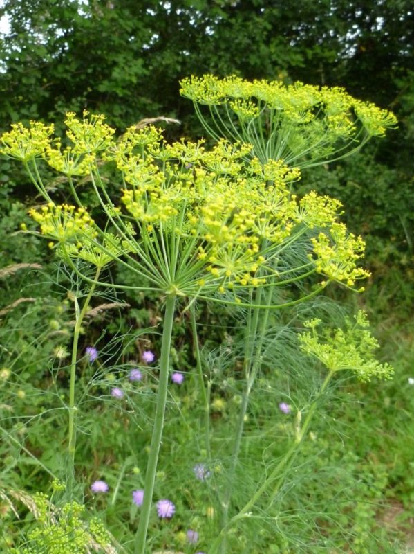 Aneth, graines bio de plante aromatique à la saveur relevée. - Les ...